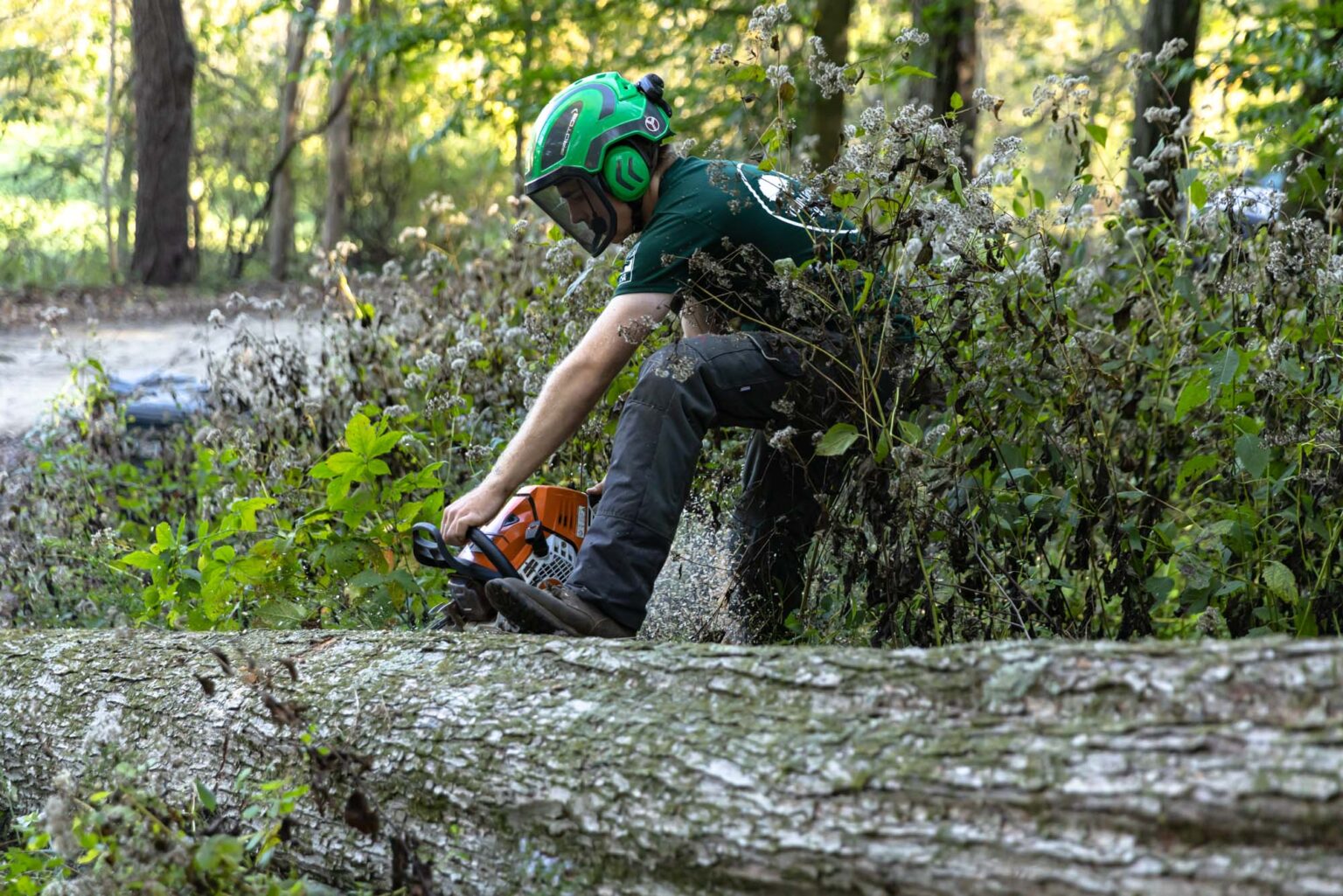 Get In Touch With Our Tree Specialists - Contact Urban Loggers